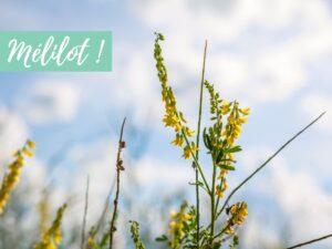 Le Mélilot : une plante méconnue aux bienfaits surprenants