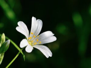 Mouron des oiseaux : bienfaits et vertus d'une plante méconnue