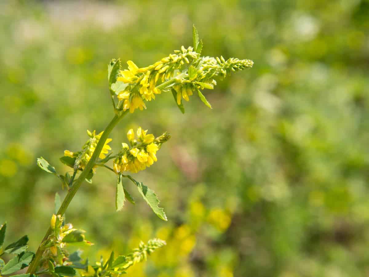 Le Mélilot : une plante méconnue aux bienfaits surprenants