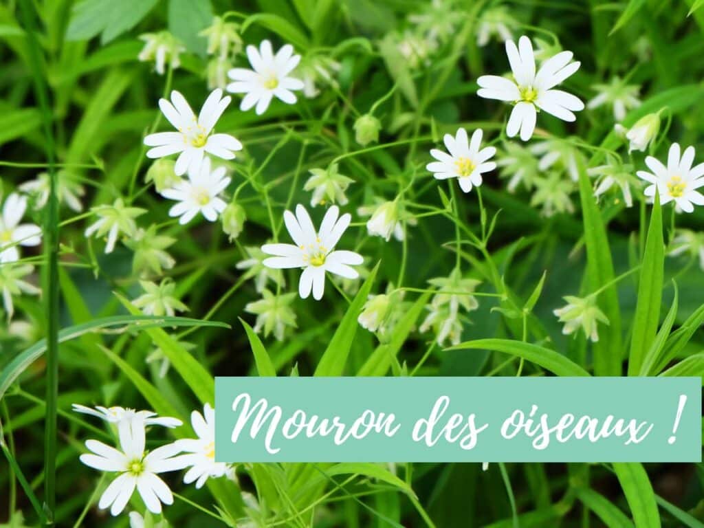 Mouron des oiseaux : bienfaits et vertus d'une plante méconnue