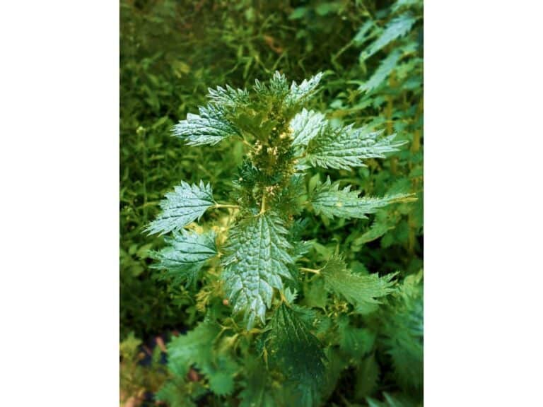 Ortie : Une Plante Méconnue Qui A Sa Place Dans Votre Jardin – ECRWK