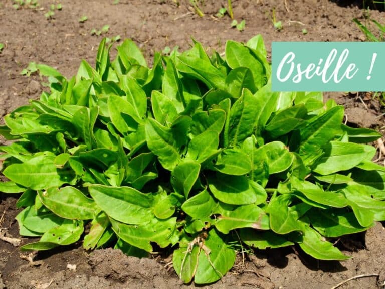 Tout savoir sur l'oseille : propriétés, cueillette et préparations