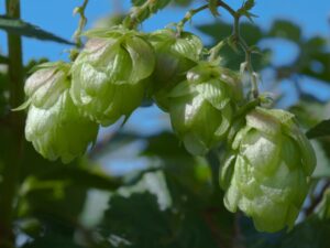 Houblon sauvage : votre guide pour le reconnaître et l'utiliser