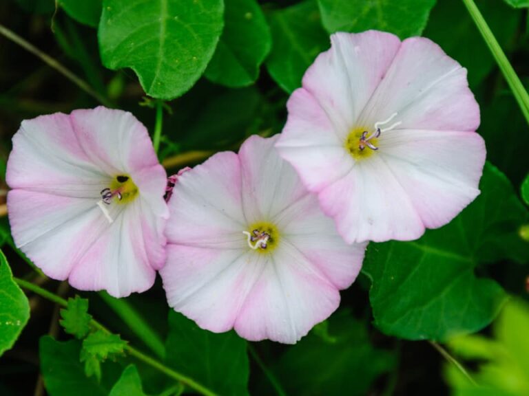 Renouée Liseron : découvrez les secrets d'une fleur pas comme les autres