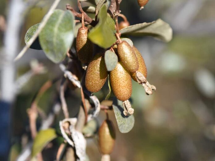 Chalef de Ebbing : comestible et de nombreux bienfaits
