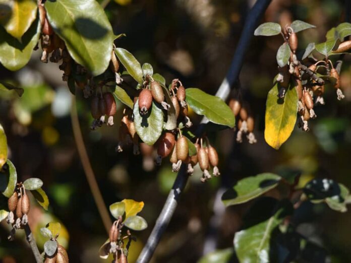 Chalef de Ebbing : comestible et de nombreux bienfaits