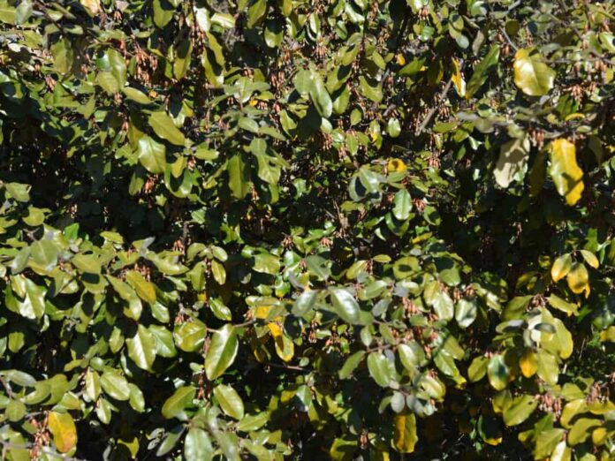 Chalef de Ebbing : comestible et de nombreux bienfaits