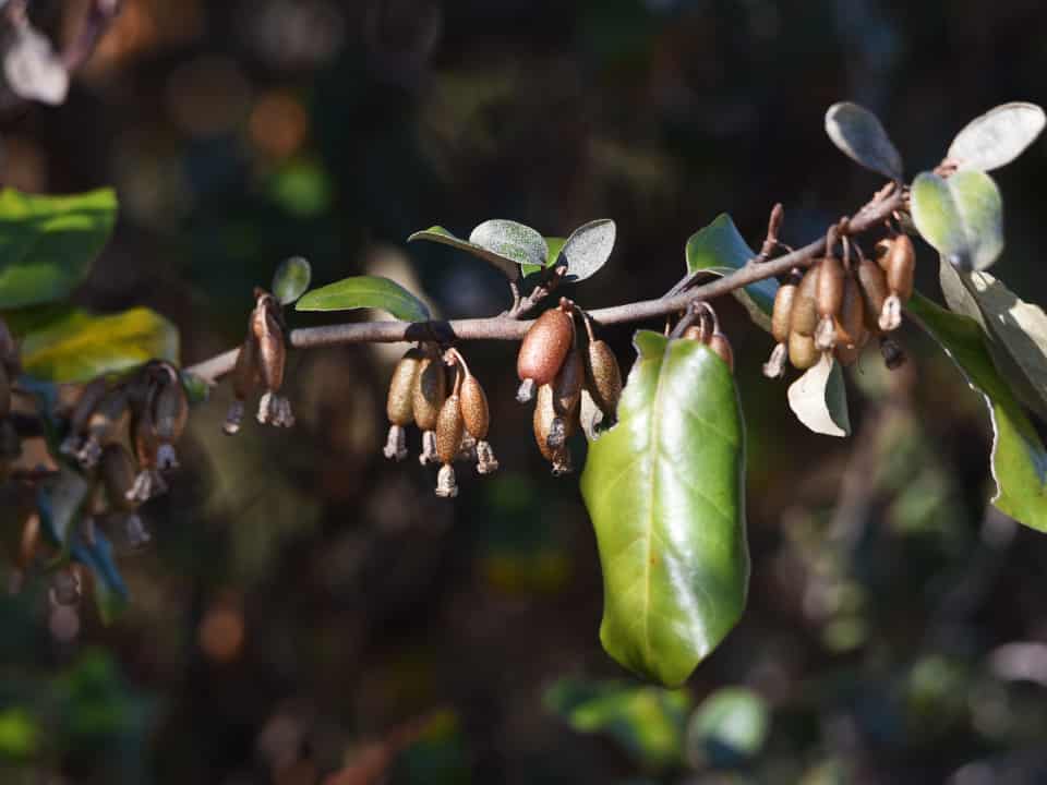 Chalef de Ebbing : comestible et de nombreux bienfaits