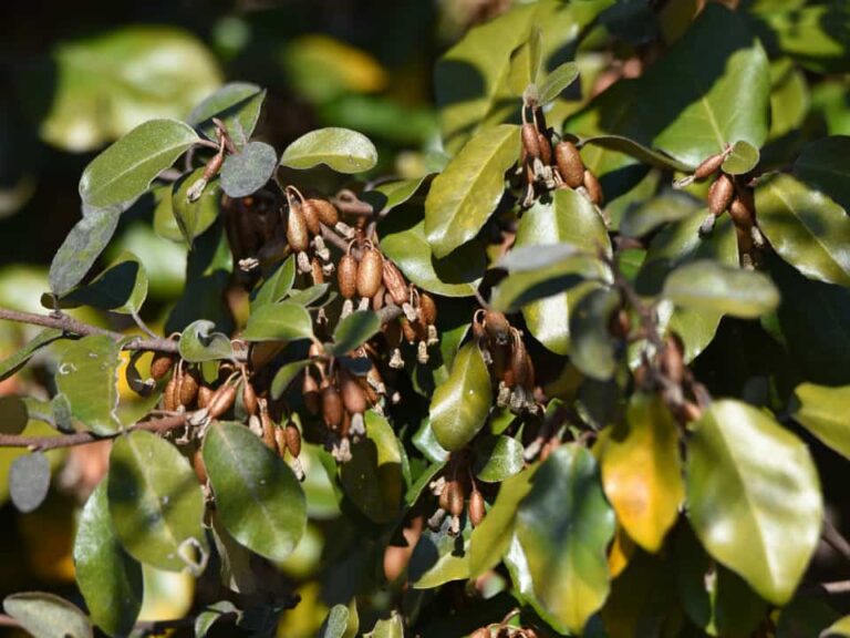 Chalef de Ebbing : comestible et de nombreux bienfaits