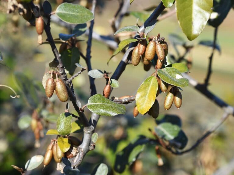 Chalef de Ebbing : comestible et de nombreux bienfaits