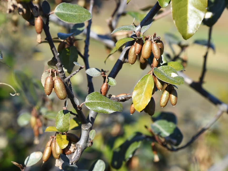 Chalef de Ebbing : comestible et de nombreux bienfaits