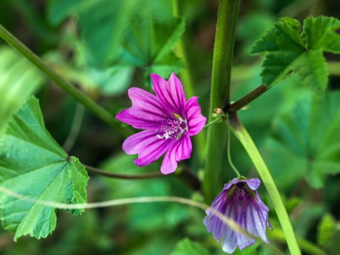 Mauve commune : une fleur comestible et ravissante