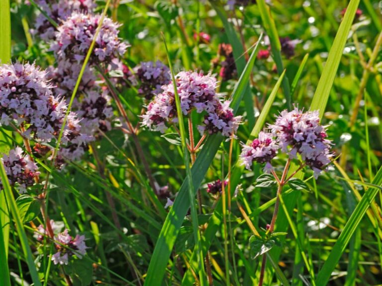 L'Origan Sauvage : L'Herbe Polyvalente qui Va Révolutionner Votre Vie