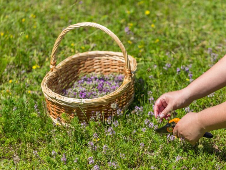 L'Origan Sauvage : L'Herbe Polyvalente qui Va Révolutionner Votre Vie