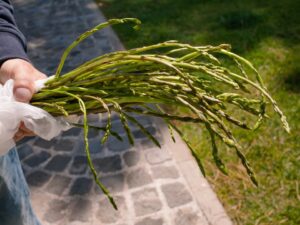 L'asperge sauvage, un régal printanier à déguster sans modération