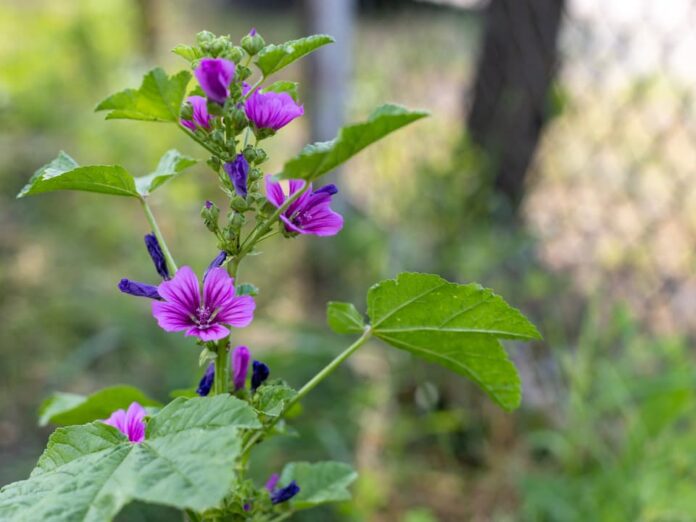 Mauve commune : une fleur comestible et ravissante