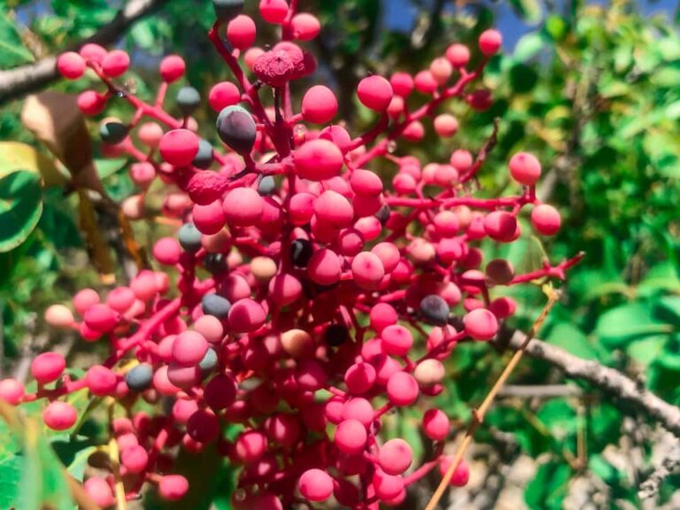 Pistachier Tébérinthe : Bienfaits, comestibilité et usages