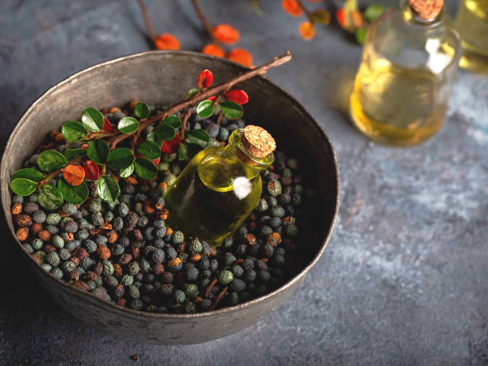 Pistachier Tébérinthe : Bienfaits, comestibilité et usages