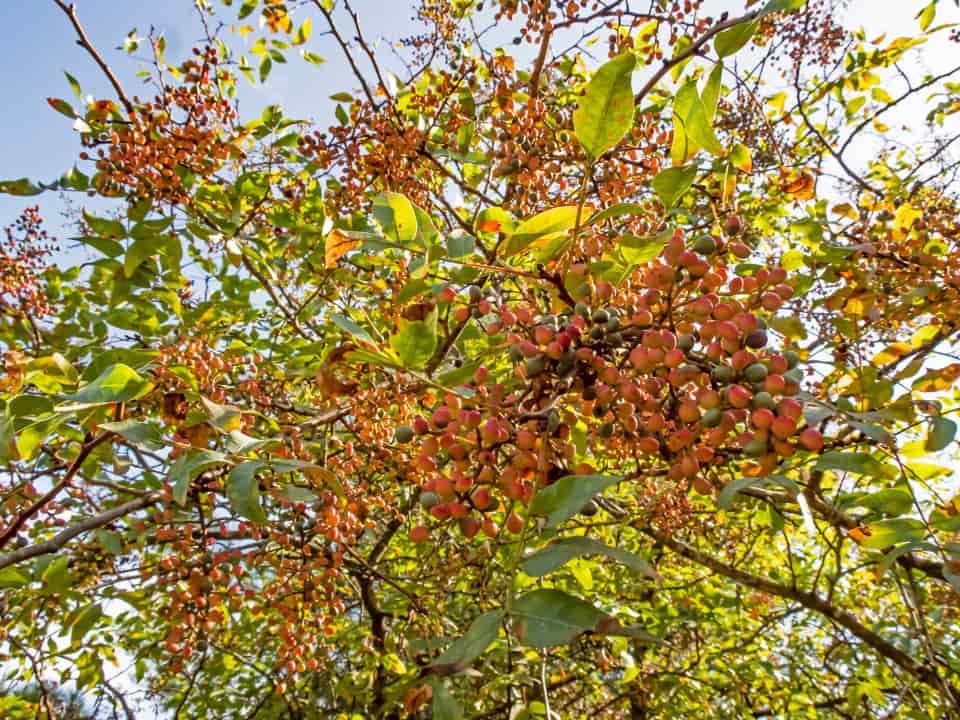 Pistachier Tébérinthe : Bienfaits, comestibilité et usages