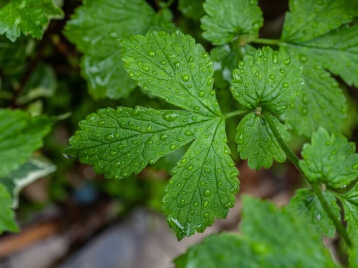Benoîte commune : Propriétés, Bienfaits et utilisations