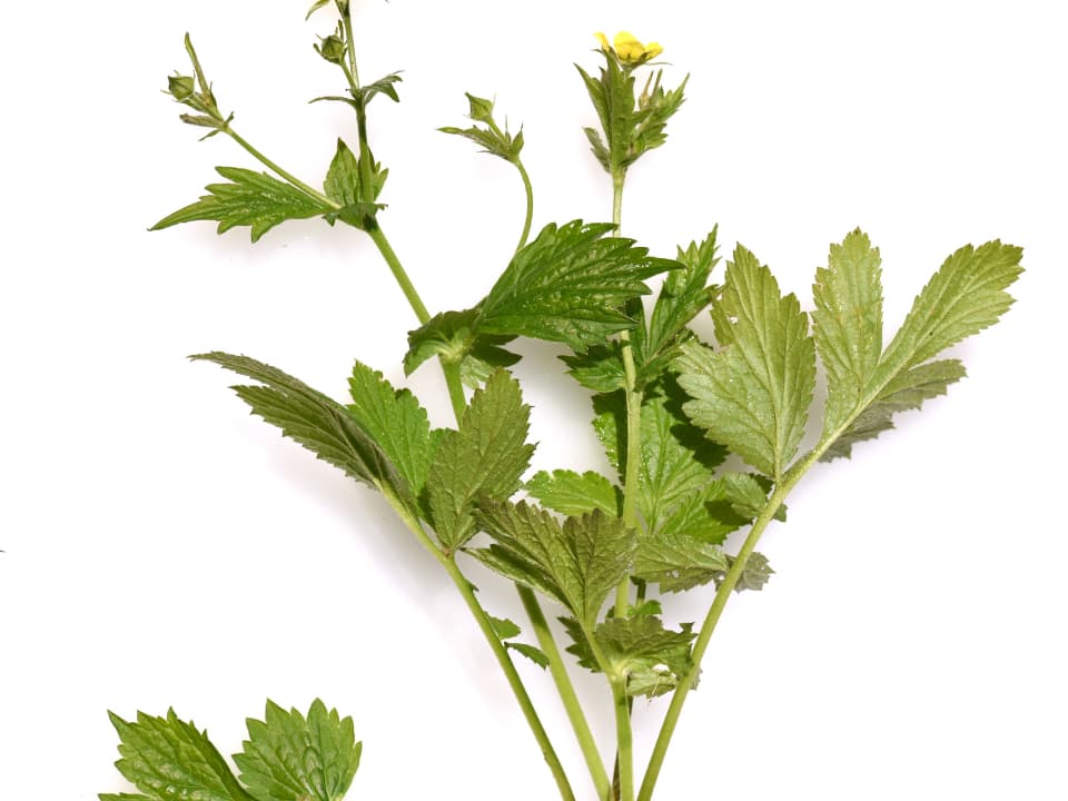 Benoîte commune : Propriétés, Bienfaits et utilisations