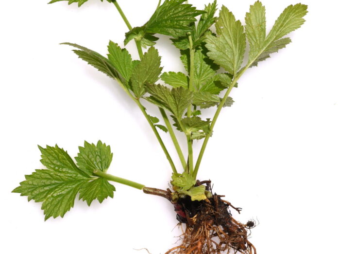 Benoîte commune : Propriétés, Bienfaits et utilisations