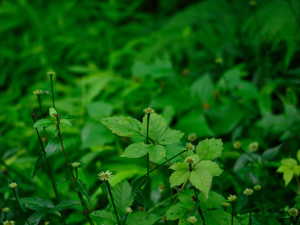 Benoîte commune : Propriétés, Bienfaits et utilisations