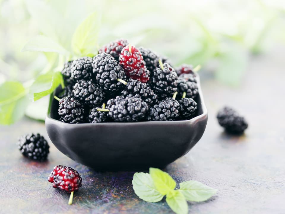 Mûrier noir : Bienfaits et utilisations