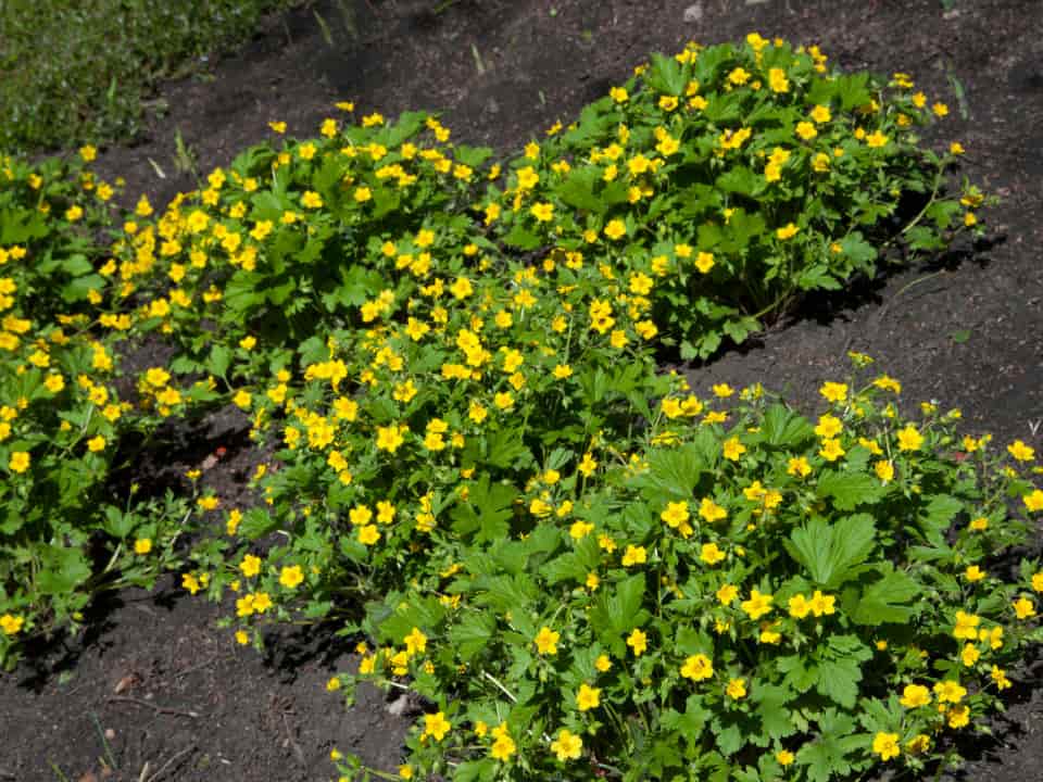 Benoîte commune : Propriétés, Bienfaits et utilisations